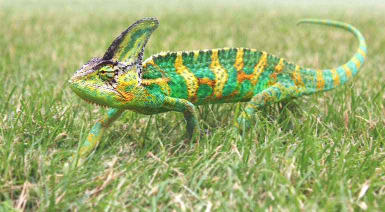 Chameleon Crawl | Our Daily Bread Ministries Canada