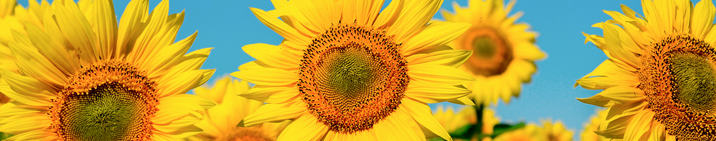 Unimaginable Promises | Our Daily Bread Ministries Canada